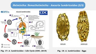 Intestinal parasites | PPTX