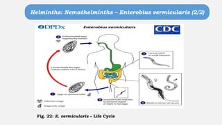 Intestinal parasites | PPTX