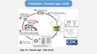 Intestinal parasites | PPTX