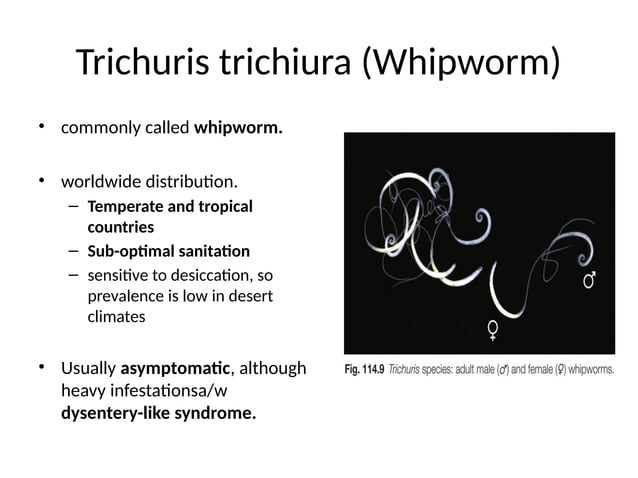 INTESTINAL PARASITES- Trematodes, Cestodes, and Nematodes, | PPTX