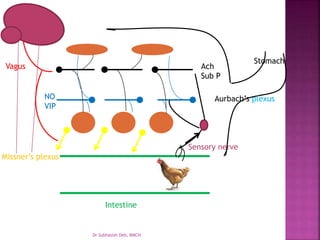 Intestinal peristalsis physiology and motility disorders | PPTX