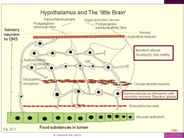 Intestinal peristalsis physiology and motility disorders