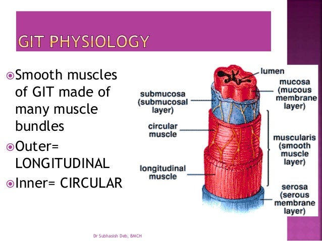 Intestinal peristalsis physiology and motility disorders