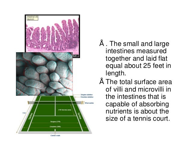 LEAKY GUT Intestinal permeability