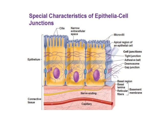 LEAKY GUT Intestinal permeability