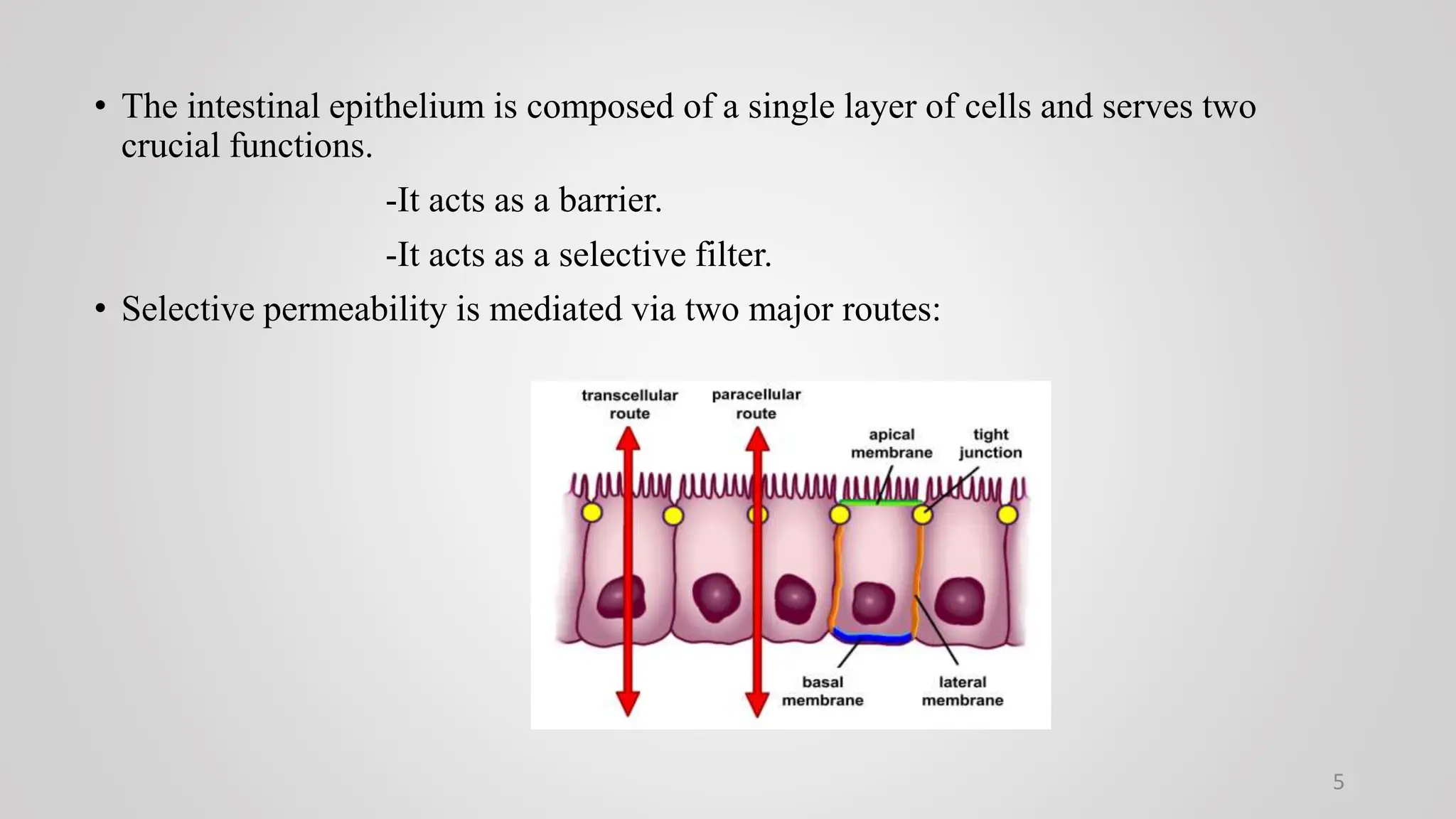 Intestinal permeation and drug distribution.pptx