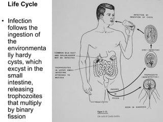Intestinal protosoa | PPT