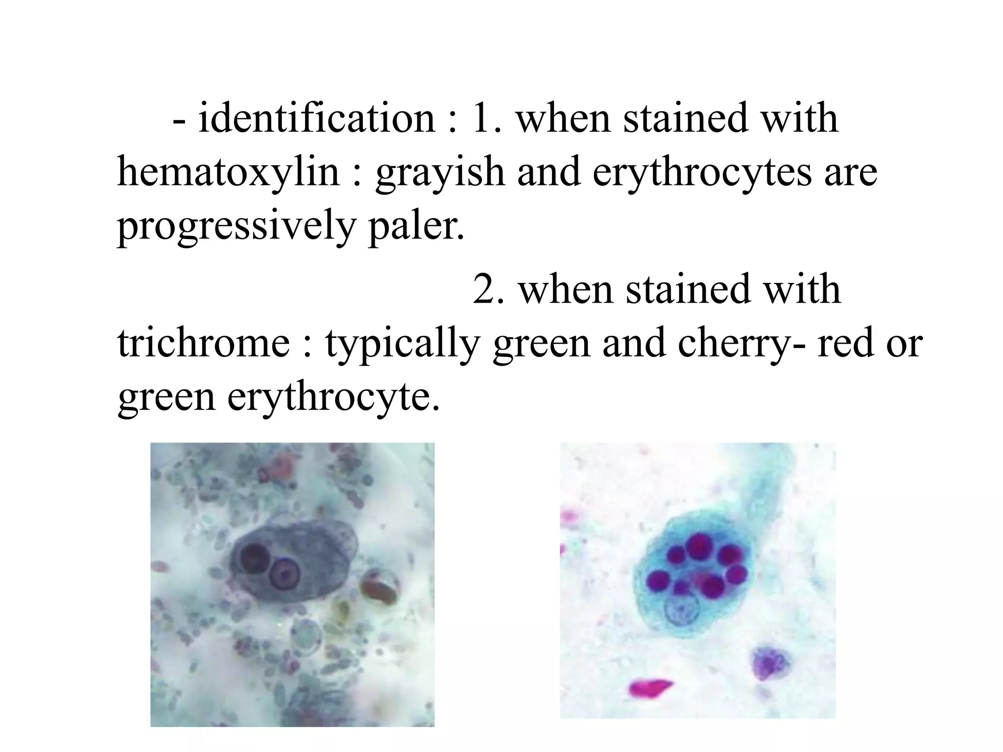 Intestinal protozoa ( entamoeba, giardia, dientamoeba | PPTX