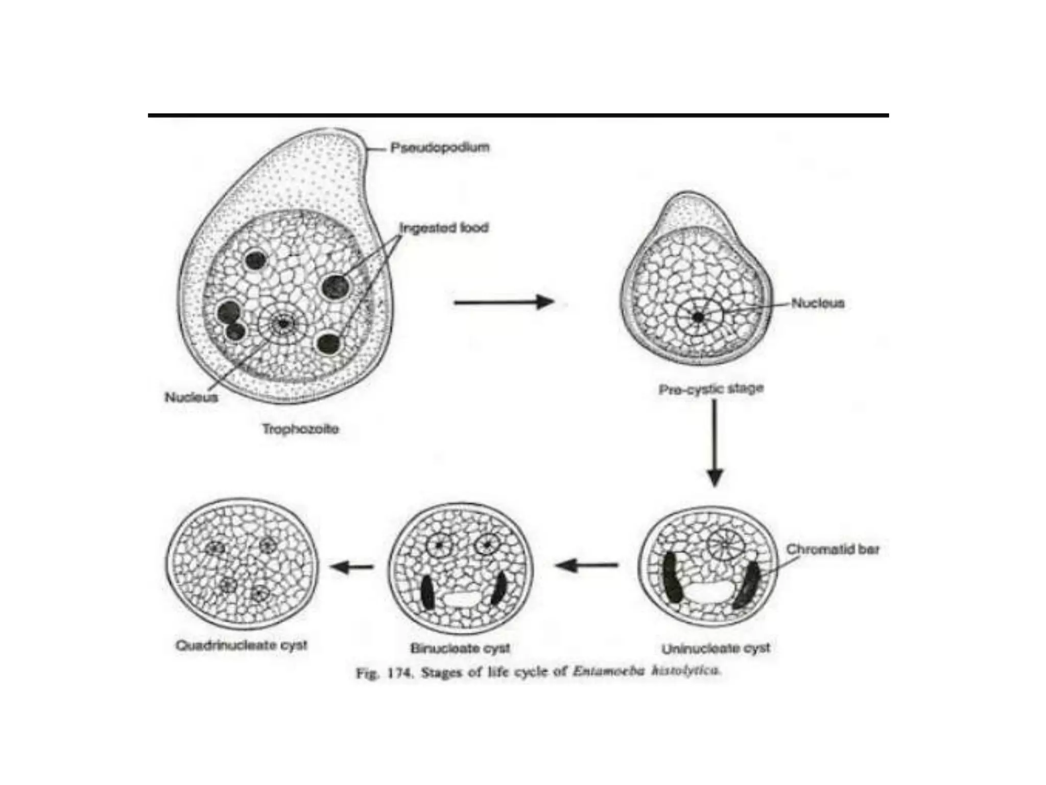 Intestinal protozoa ( entamoeba, giardia, dientamoeba | PPTX