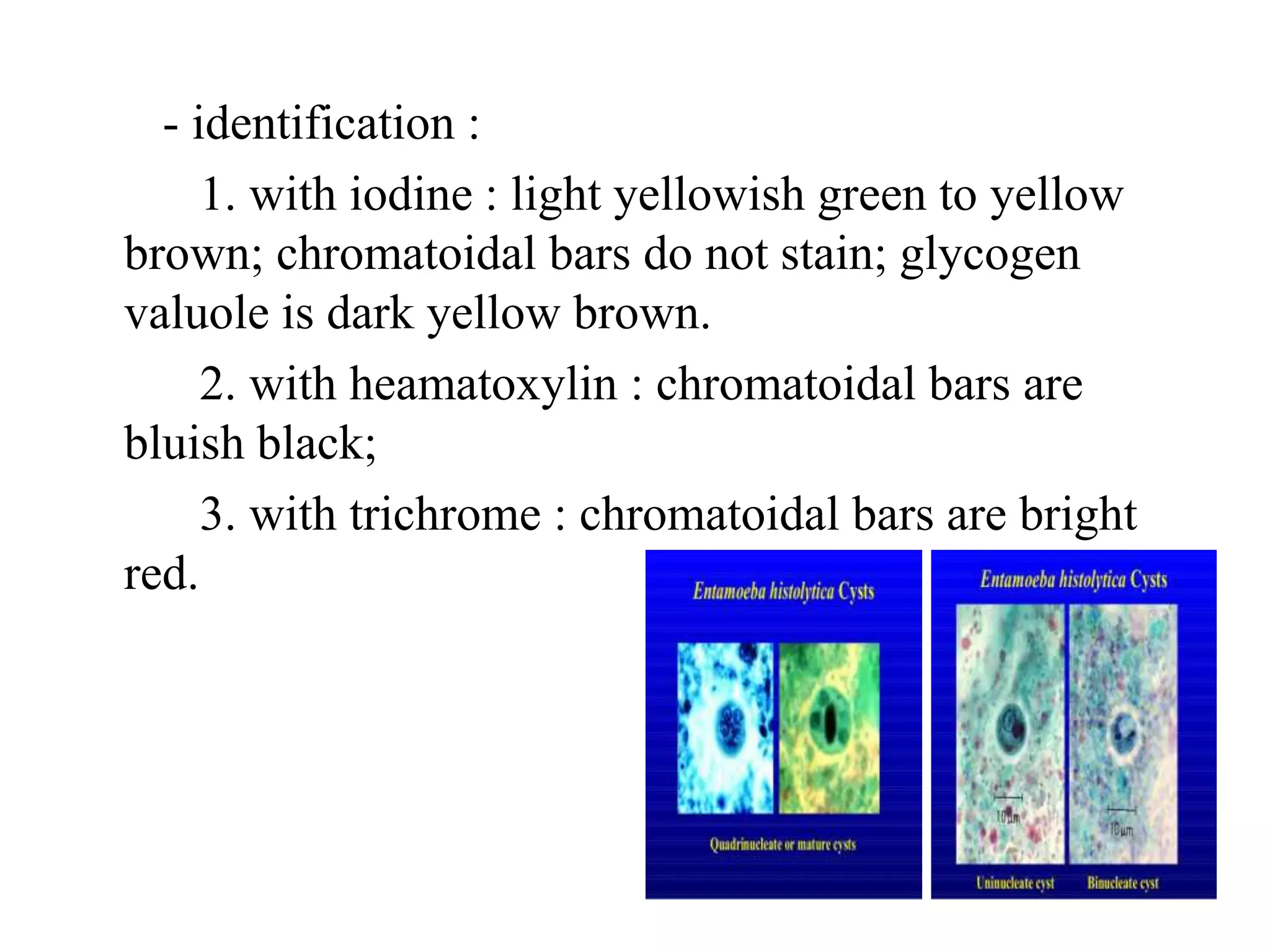 Intestinal protozoa ( entamoeba, giardia, dientamoeba | PPTX