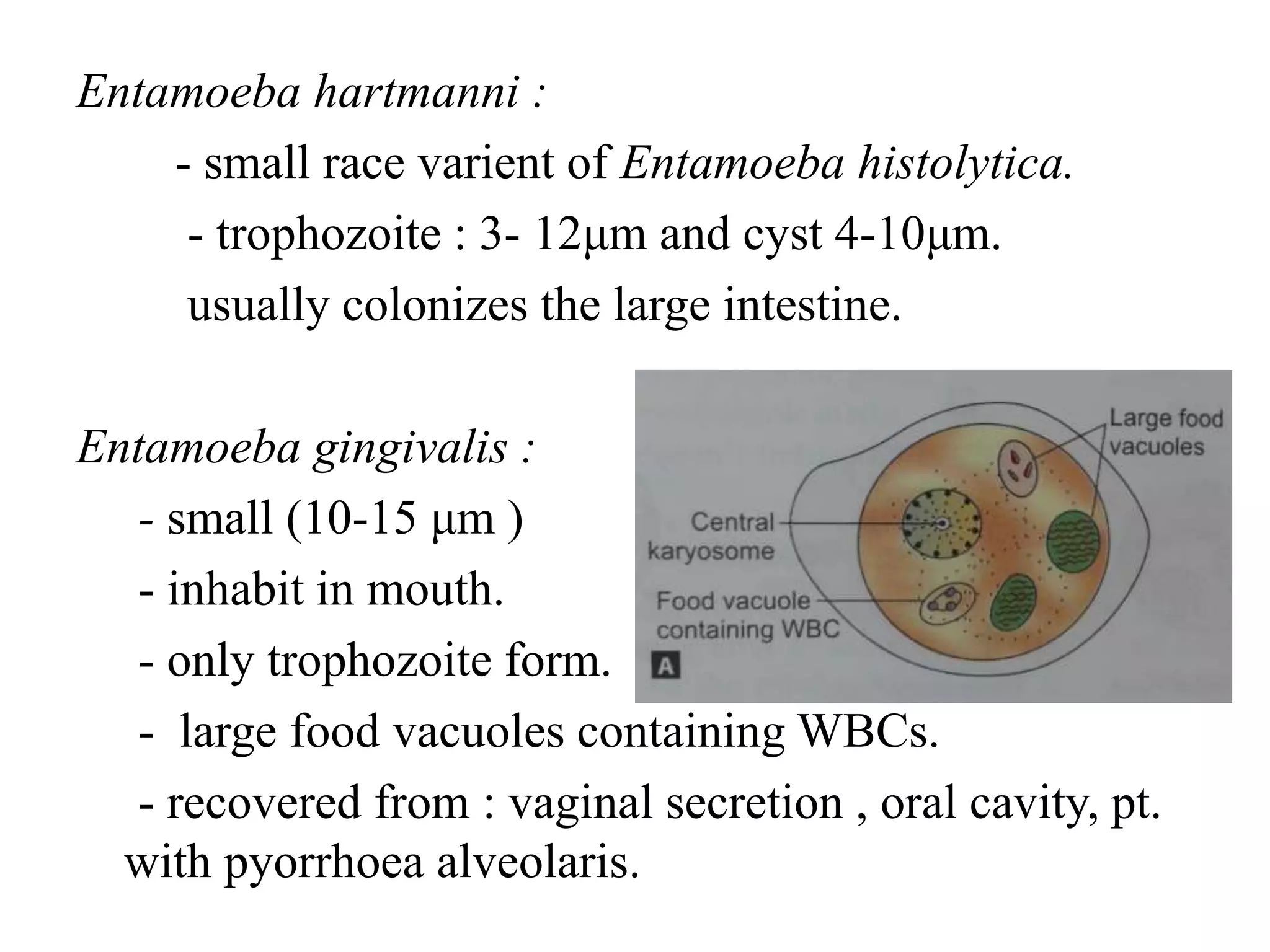 Intestinal protozoa ( entamoeba, giardia, dientamoeba | PPTX