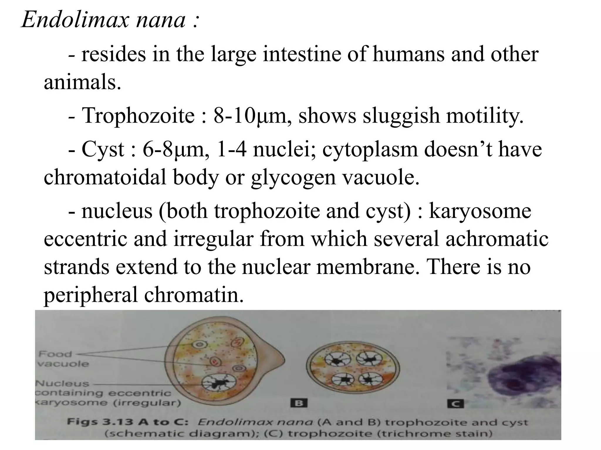 Intestinal protozoa ( entamoeba, giardia, dientamoeba | PPTX