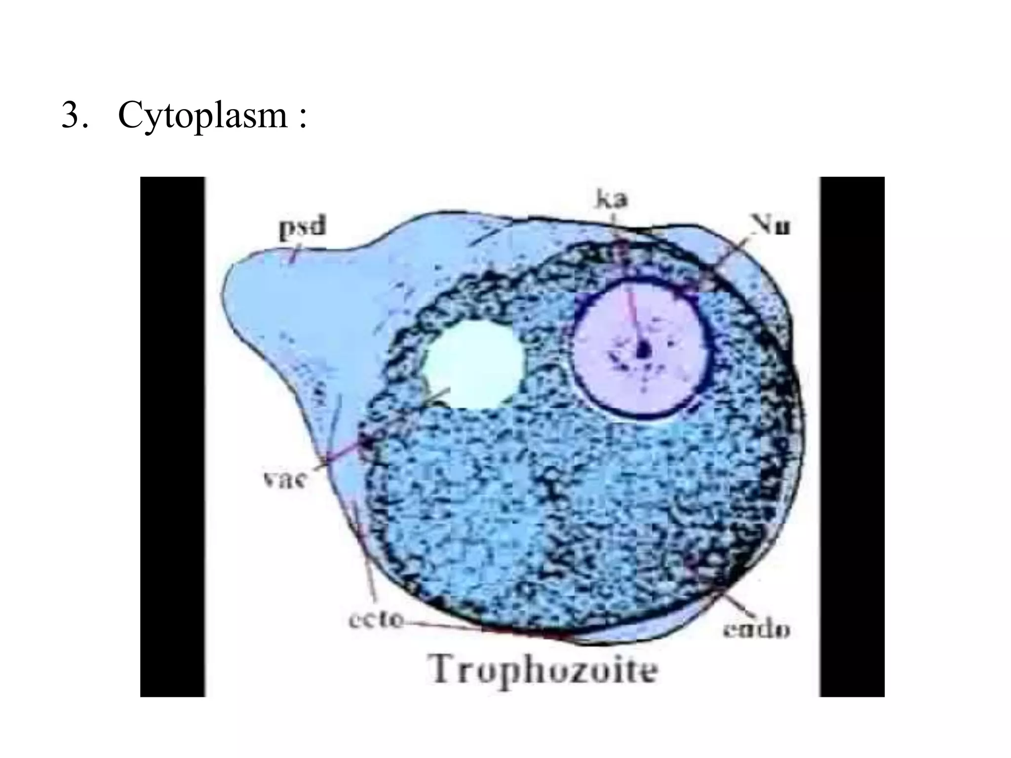 Intestinal protozoa ( entamoeba, giardia, dientamoeba | PPTX