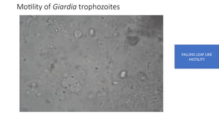 INTESTINAL PROTOZOAN INFECTIONS microbiology | PPTX