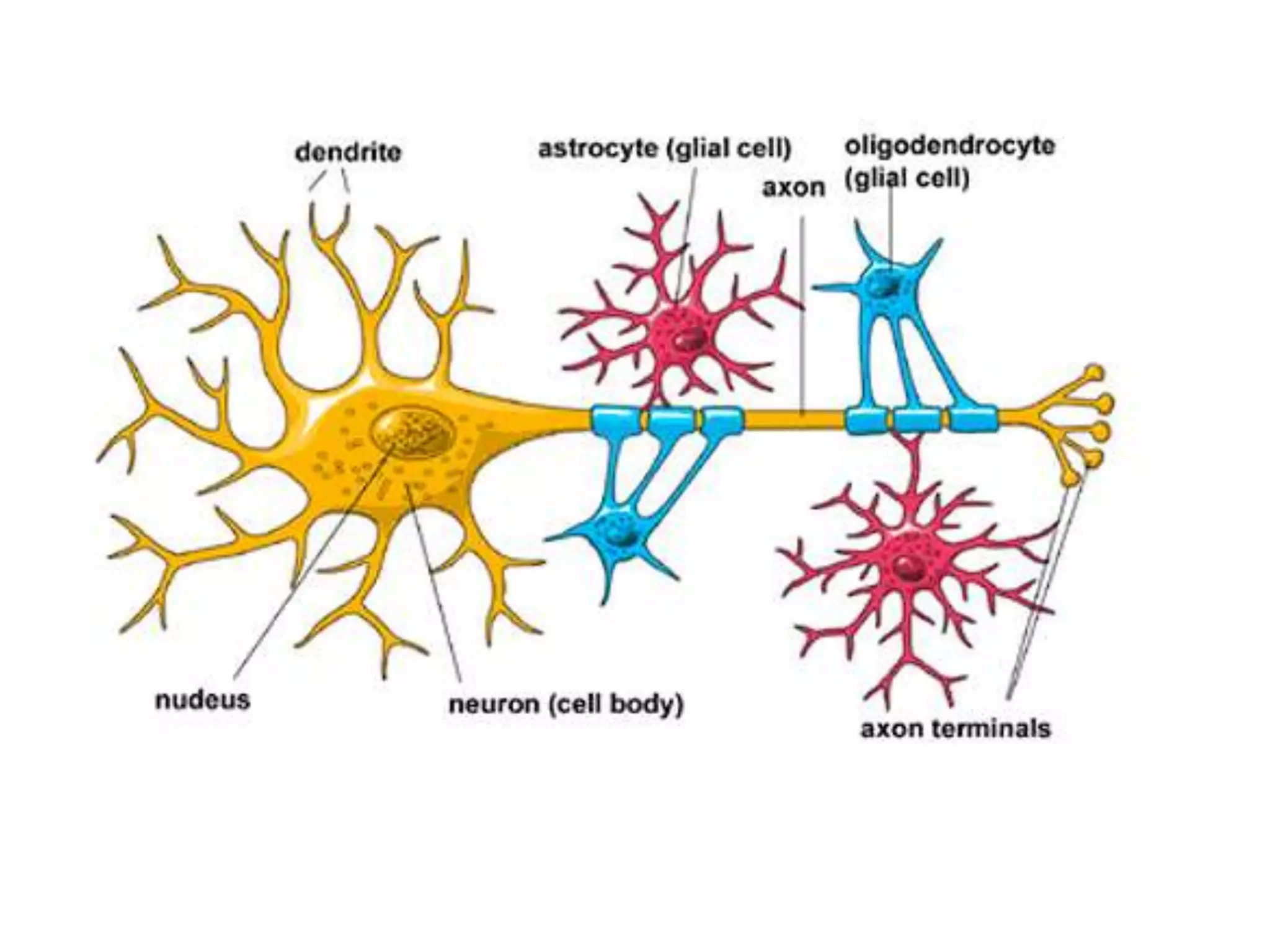Intestinal regeneration biology approach | PPTX