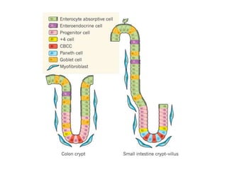 Intestinal regeneration biology approach | PPTX