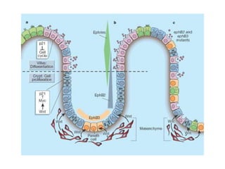 Intestinal regeneration biology approach | PPTX