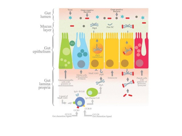 Intestinal regeneration biology approach | PPTX