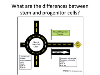Intestinal regeneration biology approach | PPTX