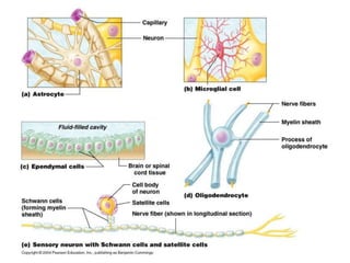 Intestinal regeneration biology approach | PPTX