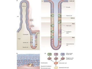 Intestinal regeneration biology approach | PPTX