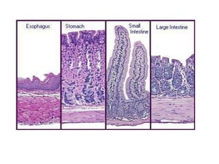 Intestinal regeneration biology approach | PPTX