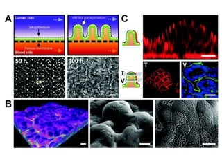 Intestinal regeneration biology approach | PPTX