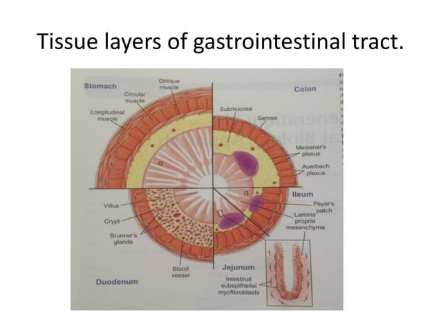 Intestinal regeneration biology approach | PPTX