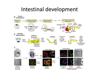 Intestinal regeneration biology approach | PPTX