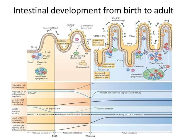 Intestinal regeneration biology approach | PPTX