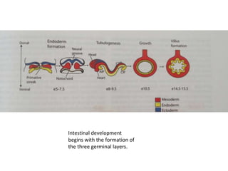 Intestinal regeneration biology approach | PPTX