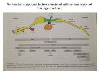 Intestinal regeneration biology approach | PPTX