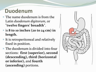 Intestinal Ultrasound | PPTX