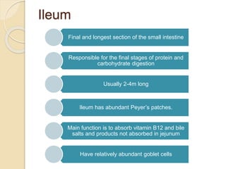 APPLIED AND BASIC INTRO OF SMALL INTESTINE | PPTX