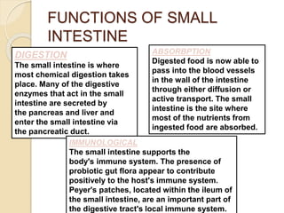 APPLIED AND BASIC INTRO OF SMALL INTESTINE | PPTX