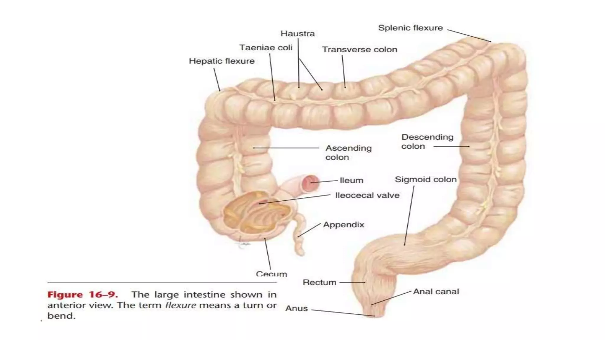 DISORDER OR LARGE INTESTINE | PPTX