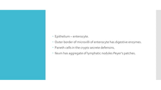 small and large intestine pp presentation | PPTX