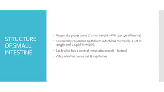 small and large intestine pp presentation | PPTX