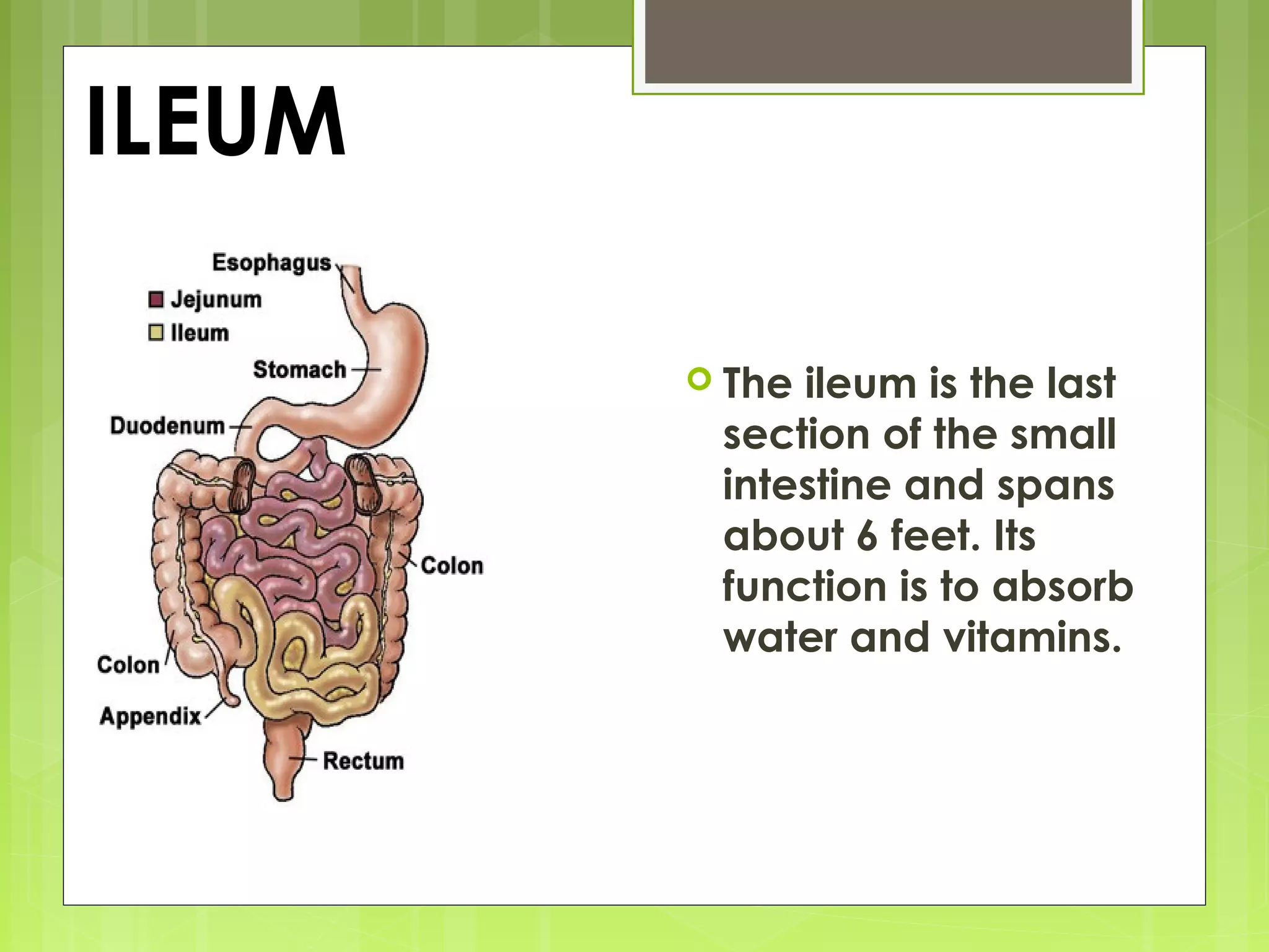 Intestinal anatomy and physiology | PPT