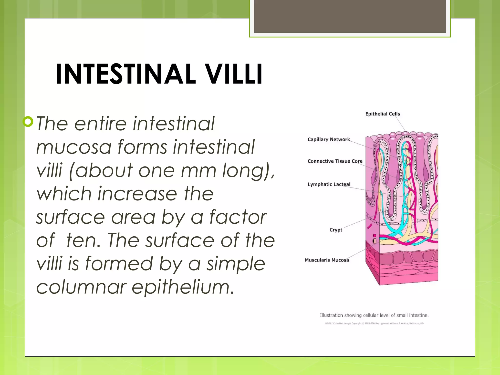 Intestinal anatomy and physiology | PPT