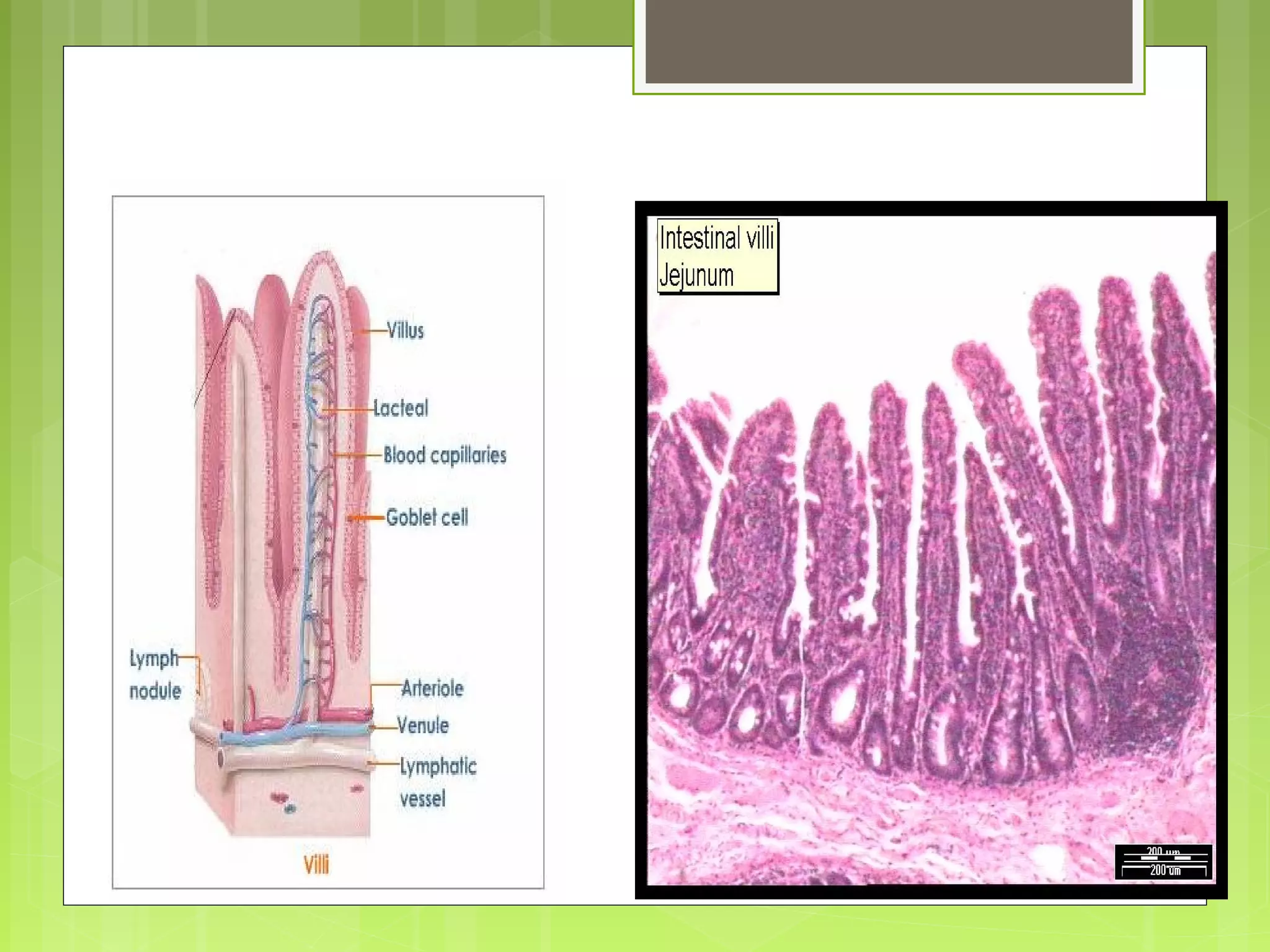 Intestinal anatomy and physiology | PPT