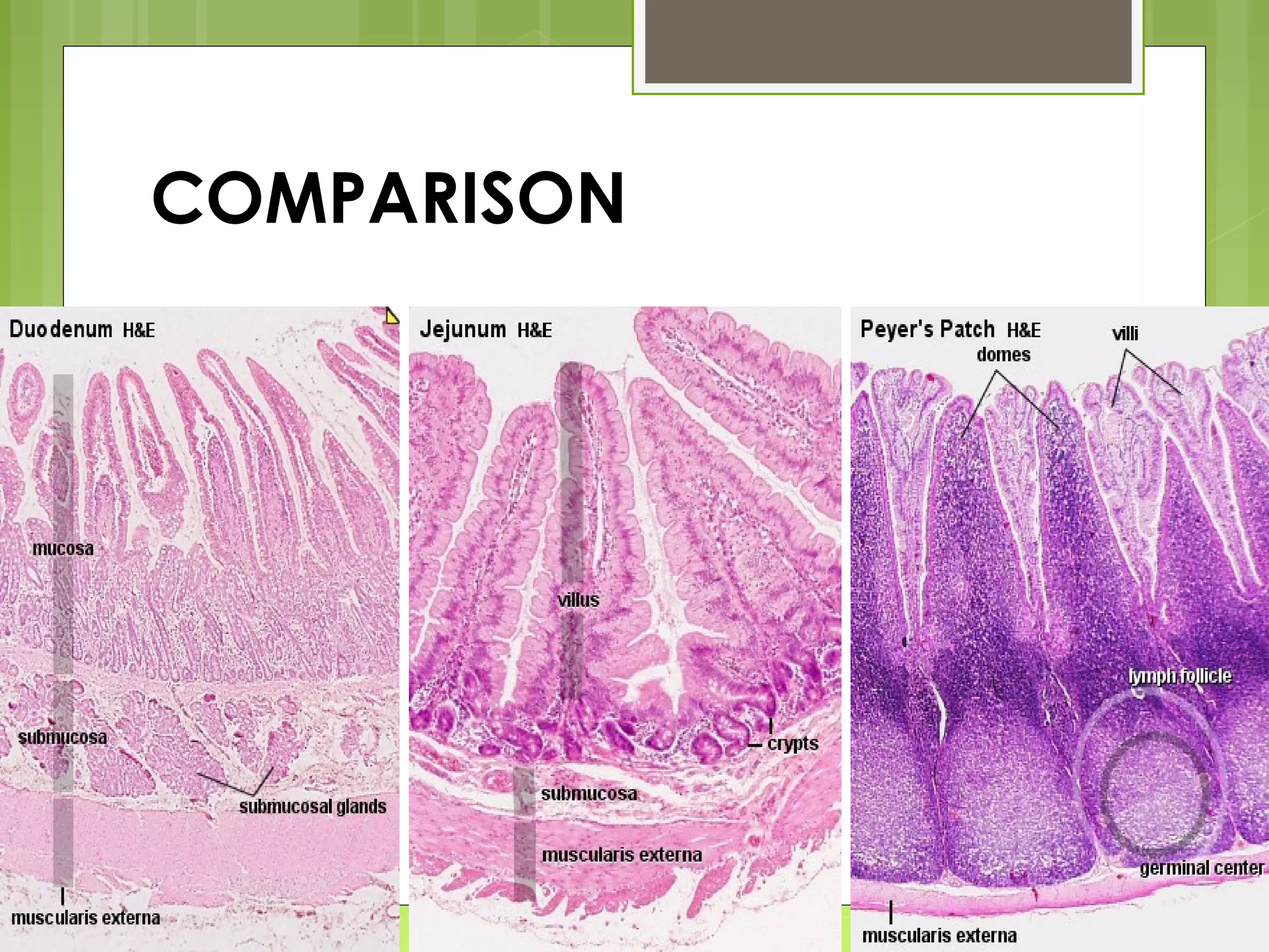 Intestinal anatomy and physiology | PPT