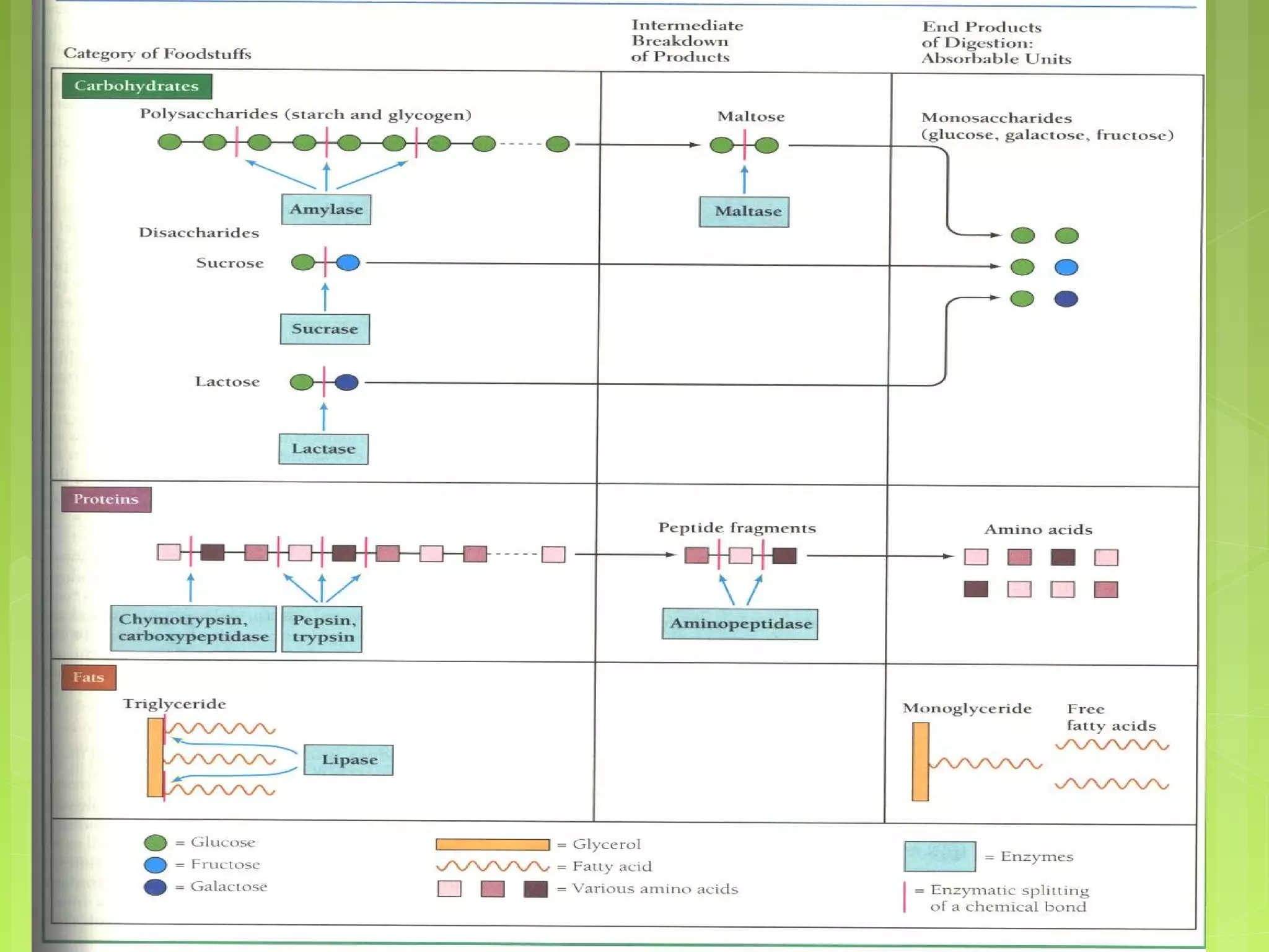 Intestinal anatomy and physiology | PPT
