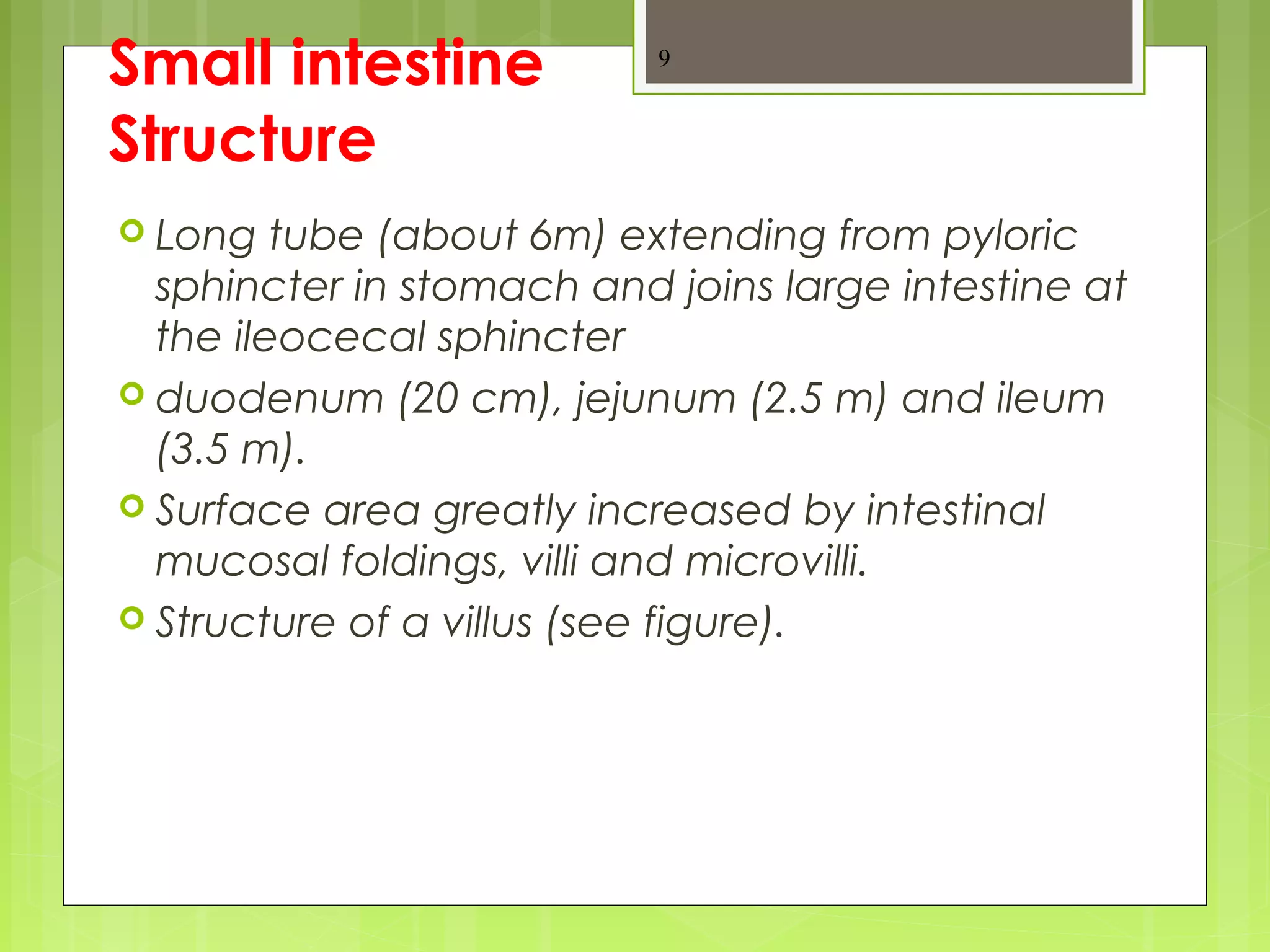 Intestinal anatomy and physiology | PPT