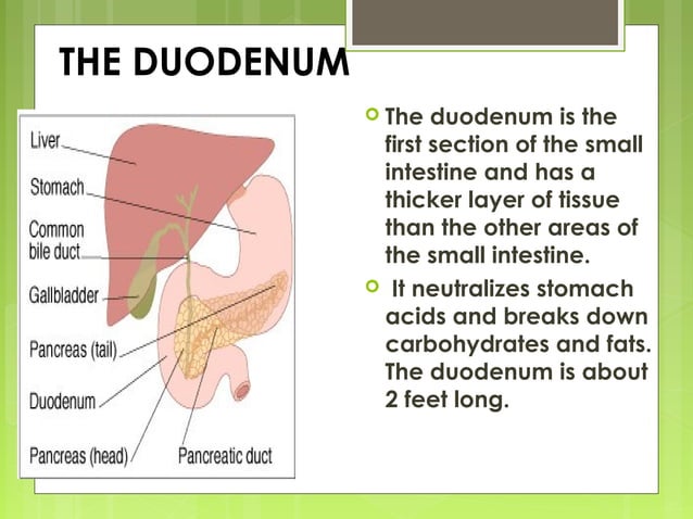 Intestinal anatomy and physiology | PPT | Digestive Disorders ...