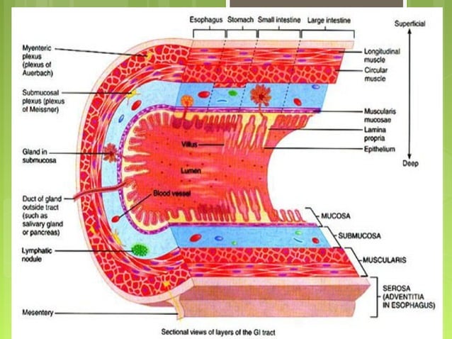 Intestinal anatomy and physiology | PPT | Digestive Disorders ...