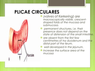 Intestinal anatomy and physiology | PPT
