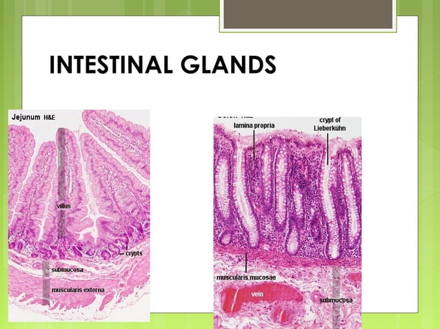 Intestinal anatomy and physiology | PPT | Digestive Disorders ...
