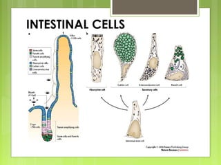 Intestinal anatomy and physiology | PPT