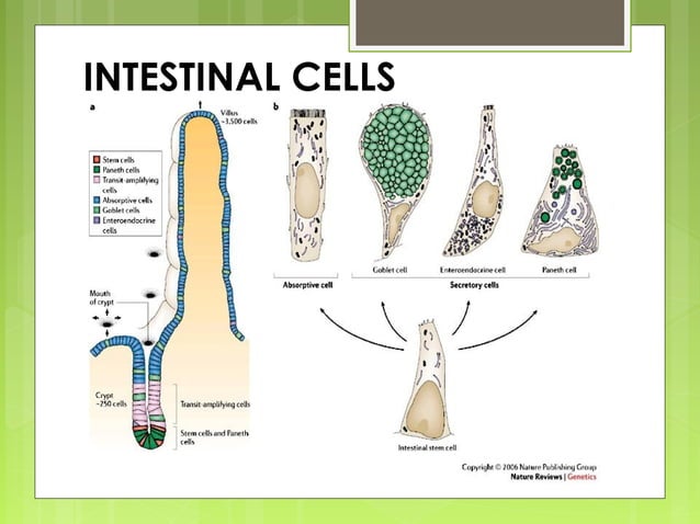 Intestinal anatomy and physiology | PPT | Digestive Disorders ...